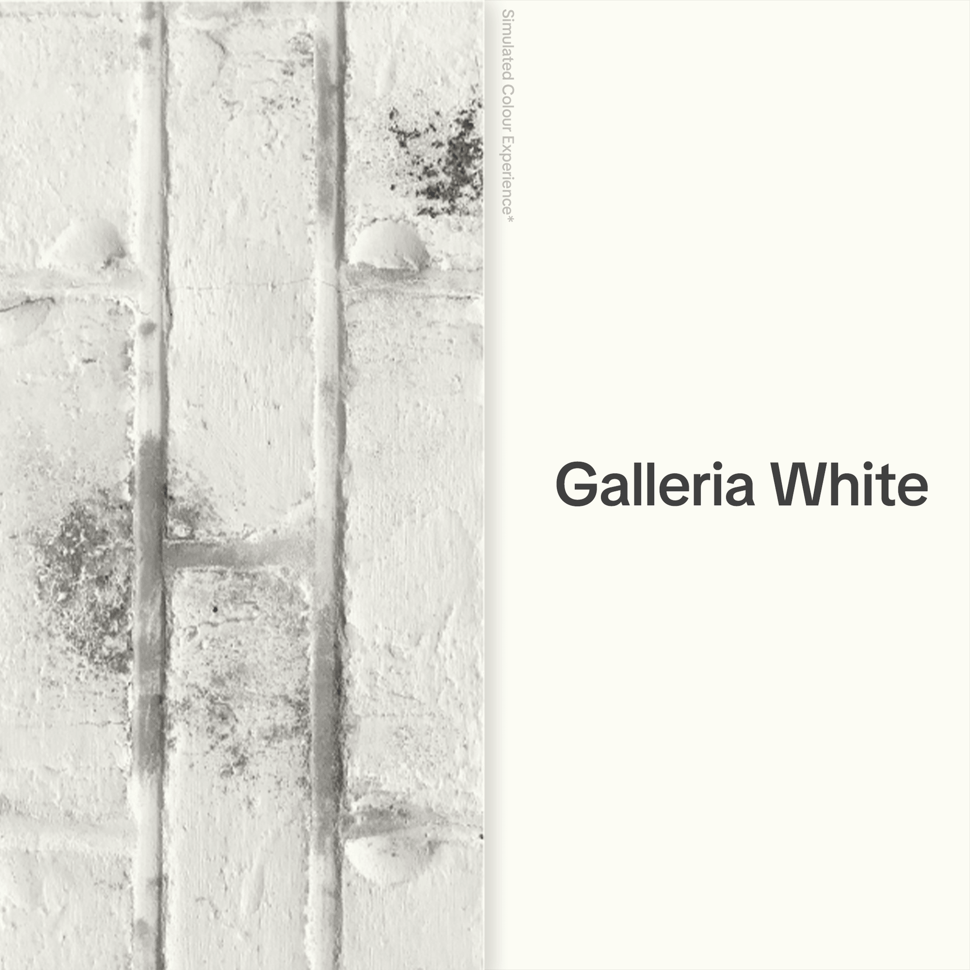 Romabio | Classic Limewash — Primetime Paint & Paper